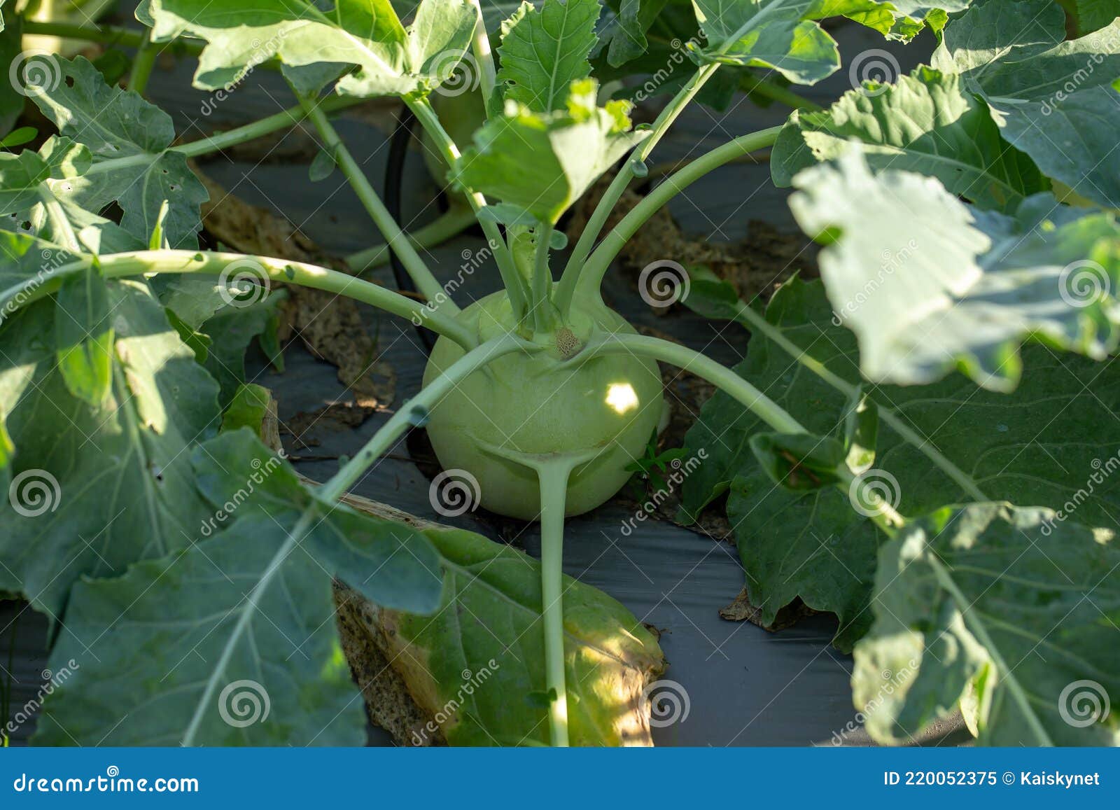 Kohlrabi Cabbage or Turnip Plant Growing in in the Garden Stock Image ...