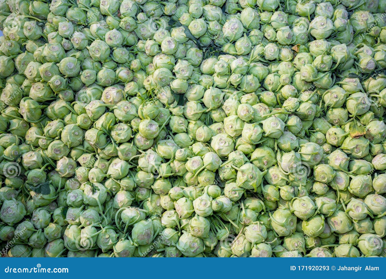 Kohlrabi Cabbage Vegetables Have Been Arranged Stock Image - Image of ...