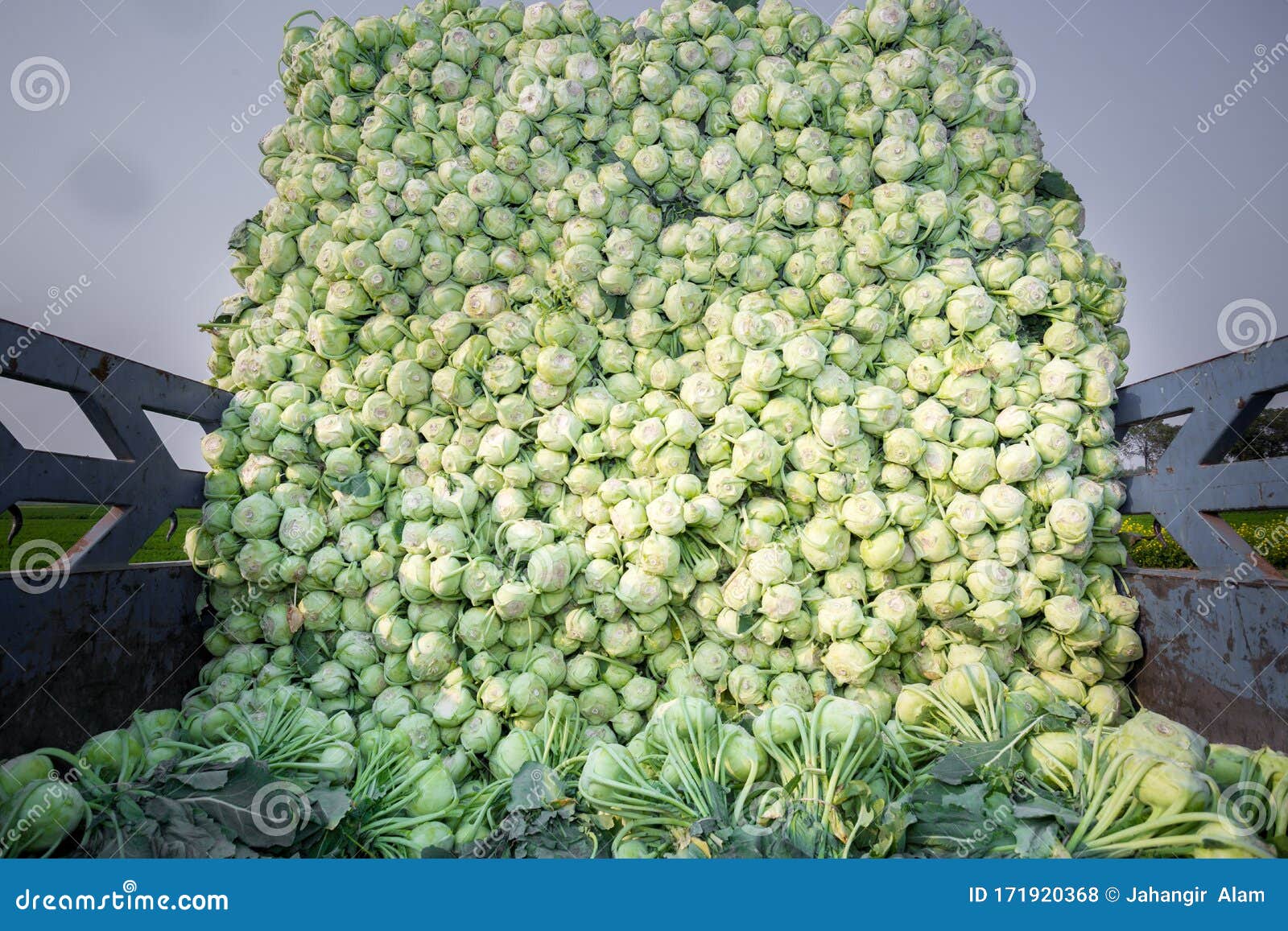 Kohlrabi Cabbage Vegetables Have Been Arranged Stock Photo - Image of ...