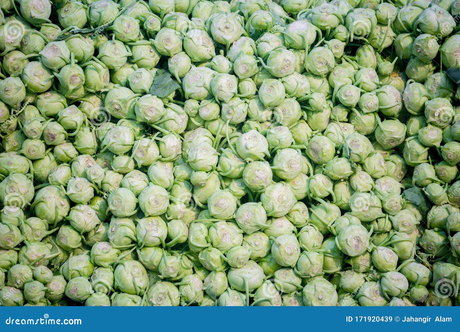 Kohlrabi Cabbage Vegetables Have Been Arranged Stock Image - Image of ...