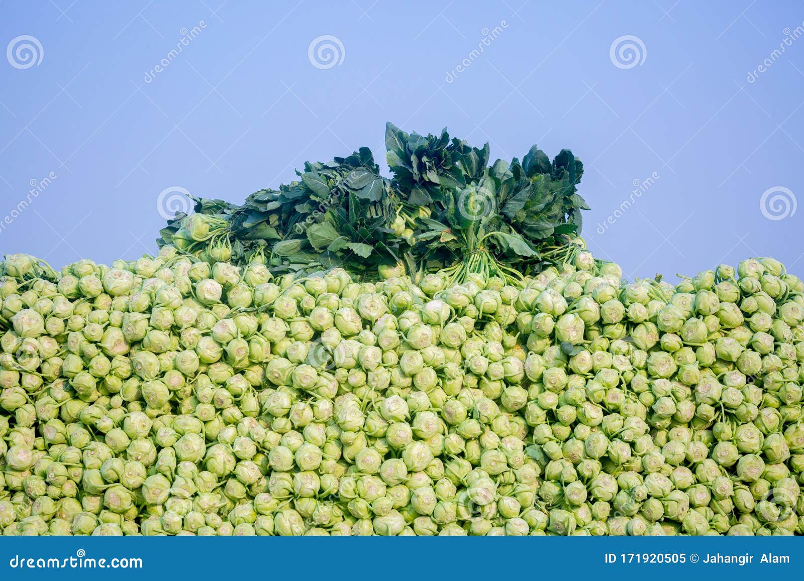 Kohlrabi Cabbage Vegetables Have Been Arranged Stock Image - Image of ...