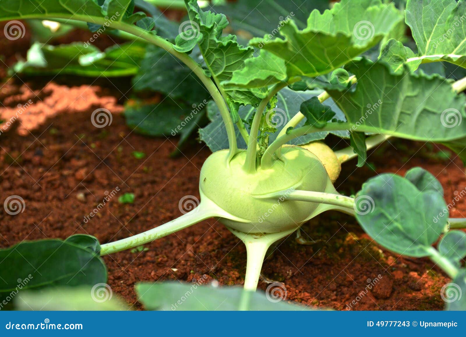 Kohlrabi. stock image. Image of white, cabbage, veggie - 49777243