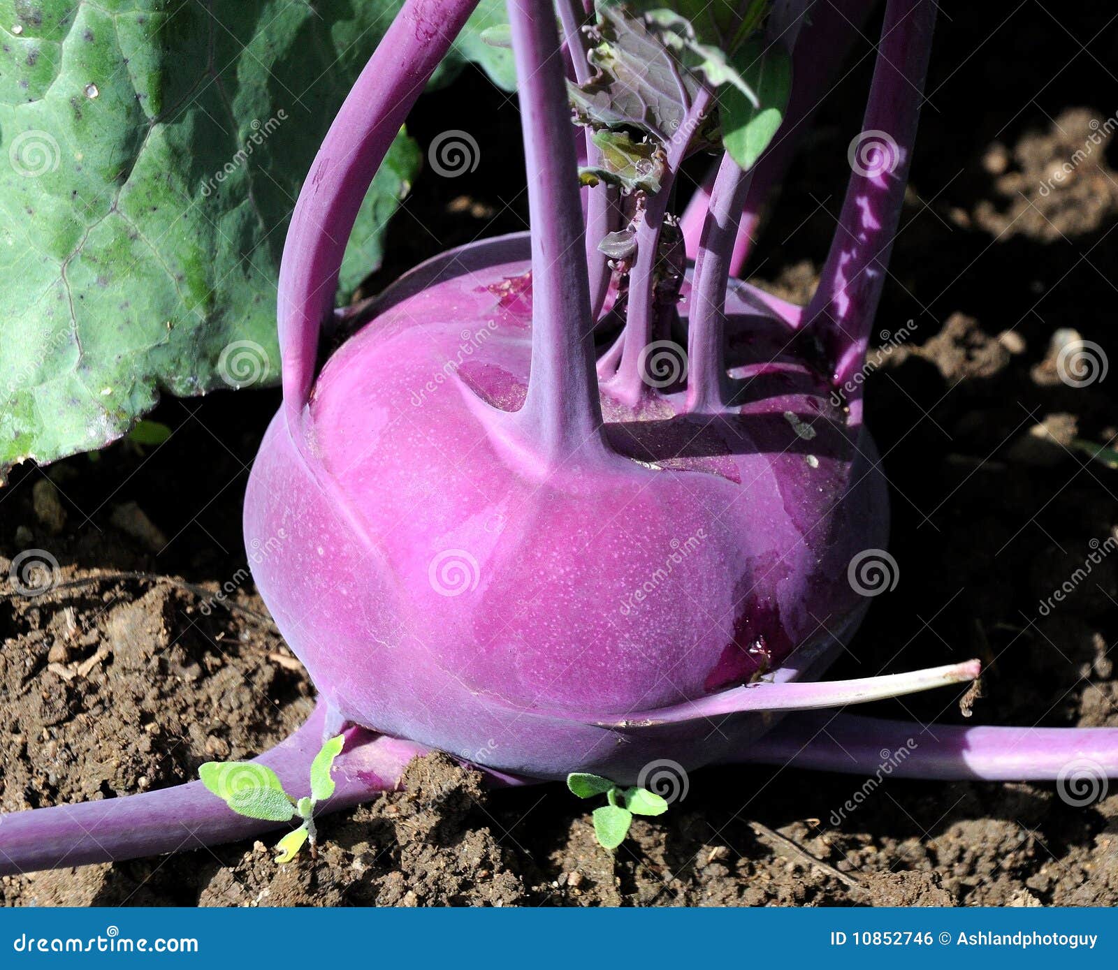 Kohlrabi (German Turnip) stock photo. Image of ground - 10852746