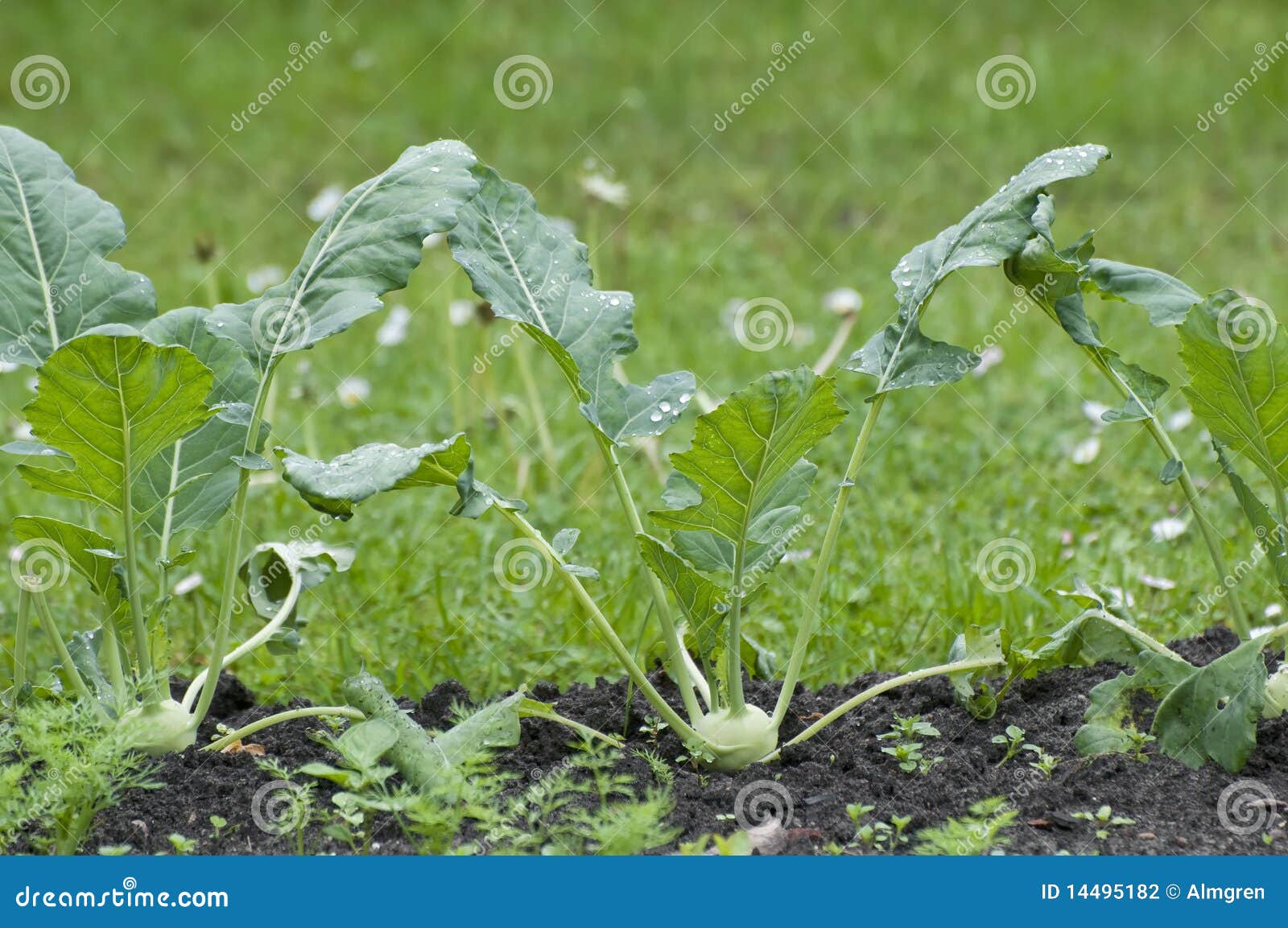 Kohlrabi (German Turnip) stock photo. Image of isolated - 14495182