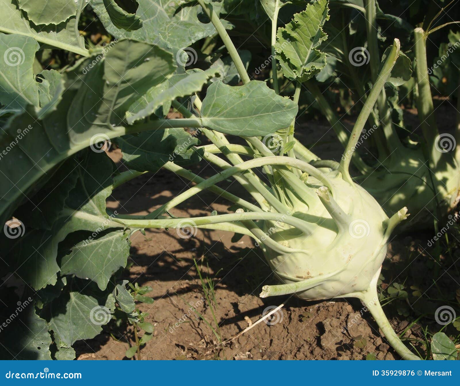 Kohlrabi stock photo. Image of vegetable, healthy, fine - 35929876
