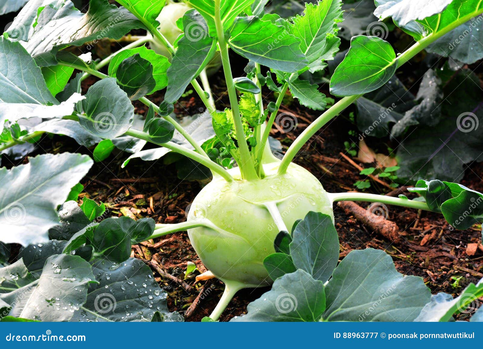 Kohlrabi, Turnip Rooted Cabbage Stock Image - Image of green, kohl ...