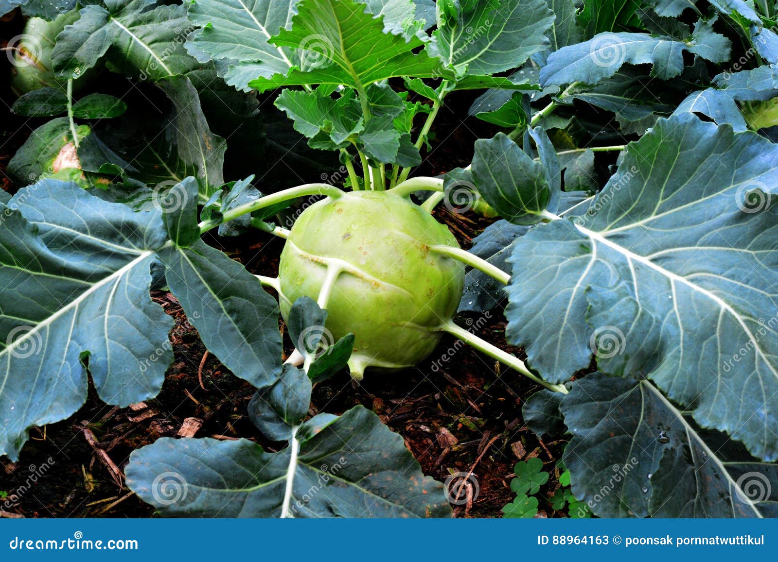 Kohlrabi, Turnip Rooted Cabbage Stock Image - Image of healthy ...