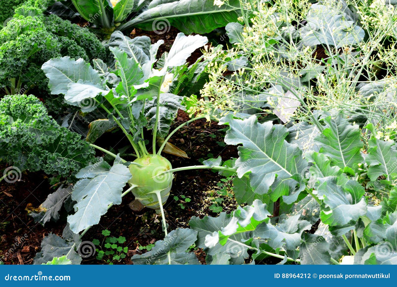 Kohlrabi, Turnip Rooted Cabbage Stock Photo - Image of harvest ...