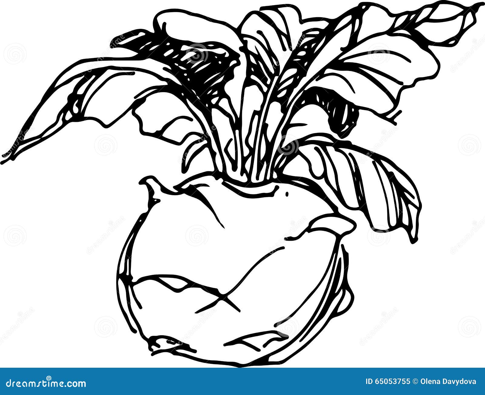 Kohlrabi. Vector Illustration Stock Vector - Illustration of eating ...