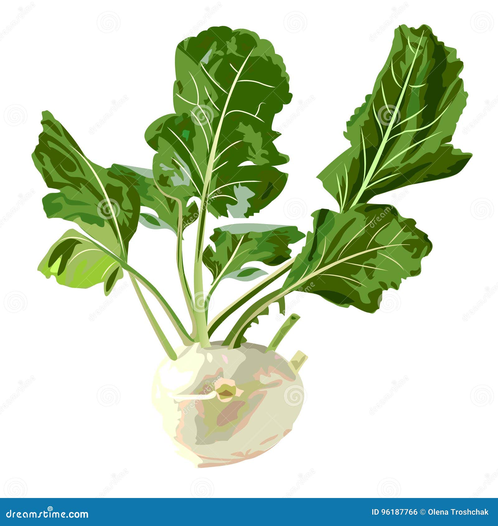 Kohlrabi Vector Drawing On Isolated White Background | CartoonDealer ...