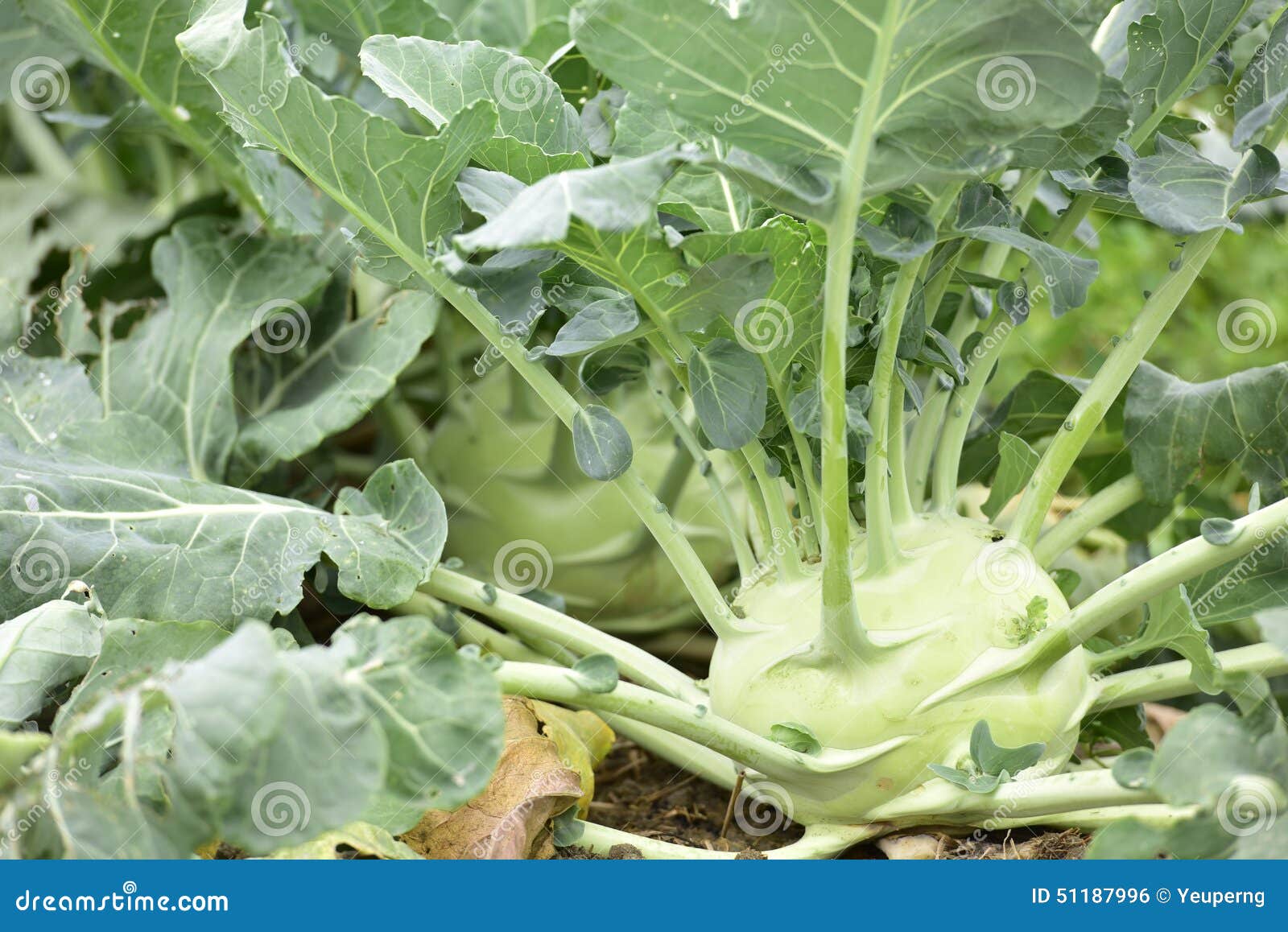Kohlrabi in the Vegetable Farm. Stock Photo - Image of green, eatenraw ...