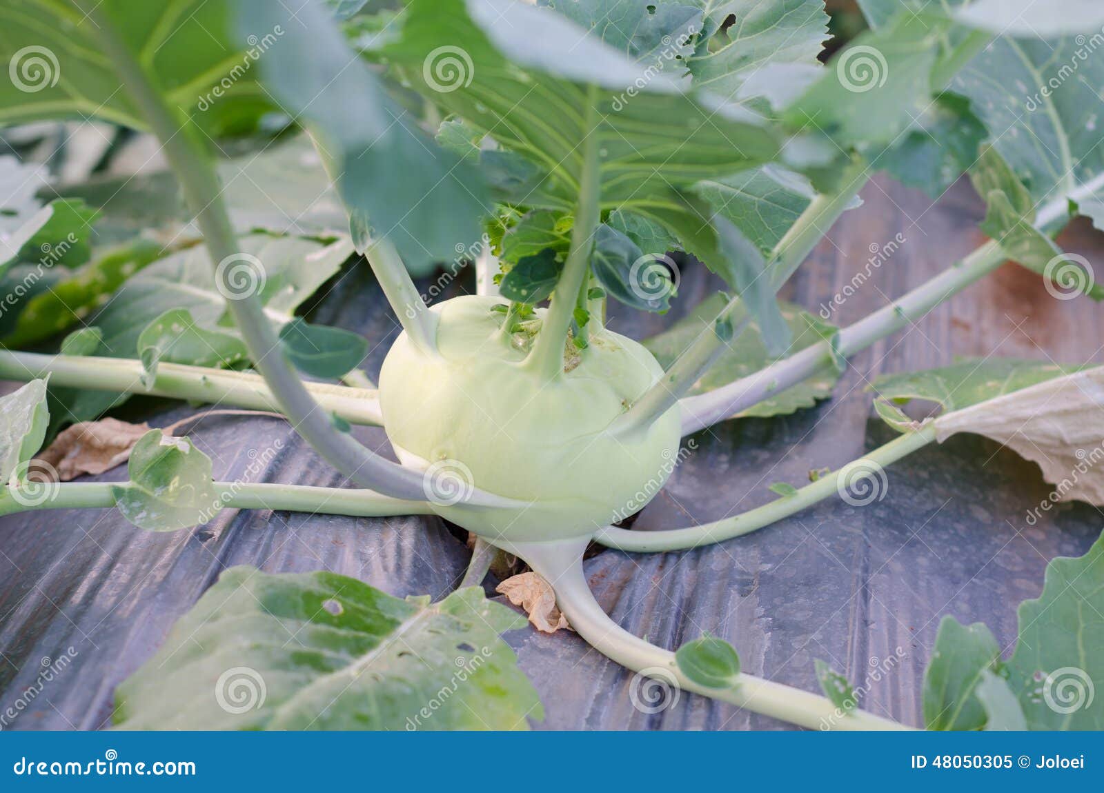 Kohlrabi vegetable stock image. Image of green, agricultural - 48050305
