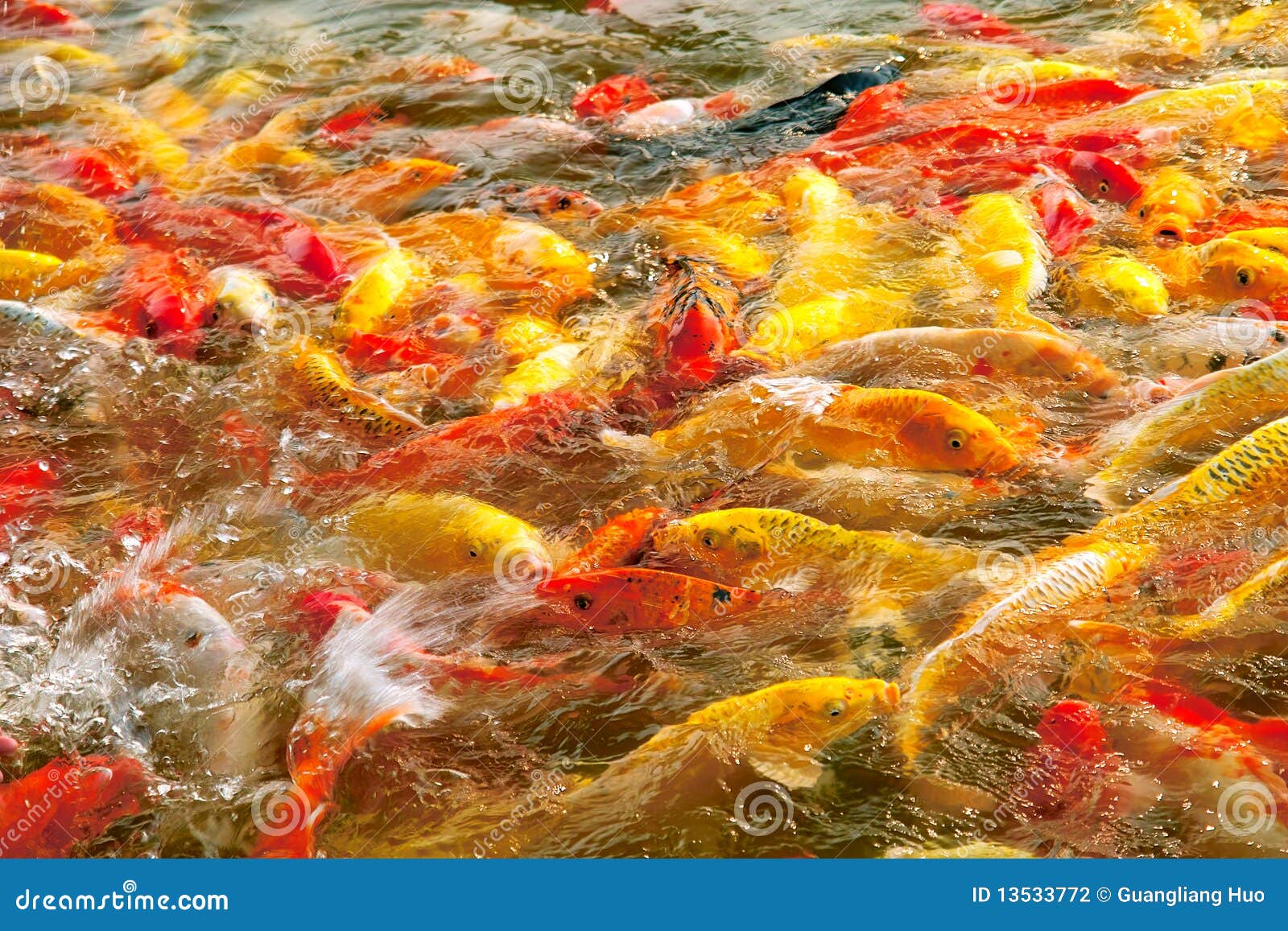 Koi stock photo. Image of color, rock, gardening, aquatic - 13533772