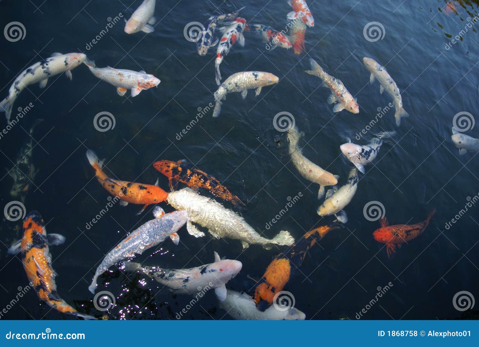 Koi stock photo. Image of ornamental, colorful, cyprinus - 1868758