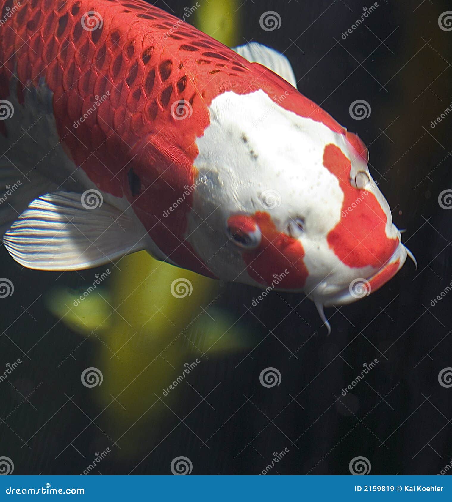 Koi stock image. Image of symbolic, expensive, japan, carp - 2159819