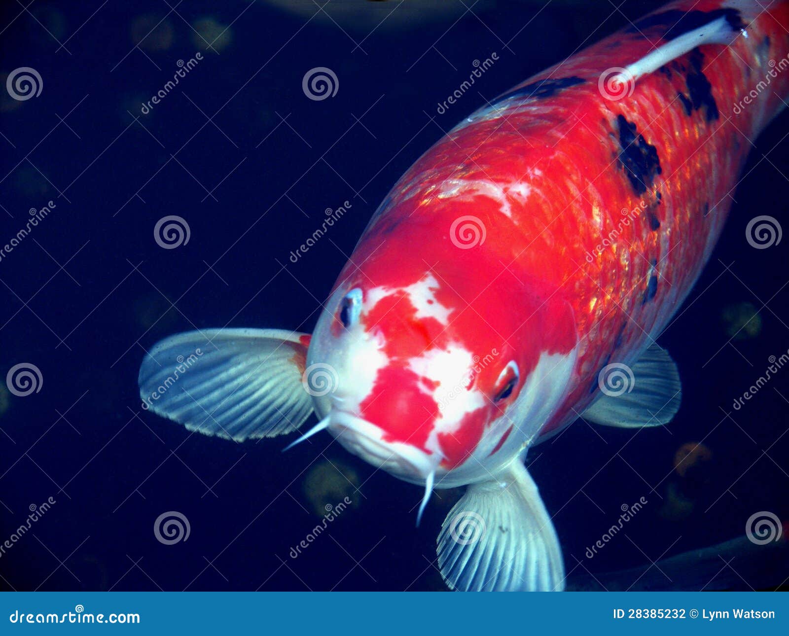 Koi stock photo. Image of carp, pond, alone, fish, japanese - 28385232