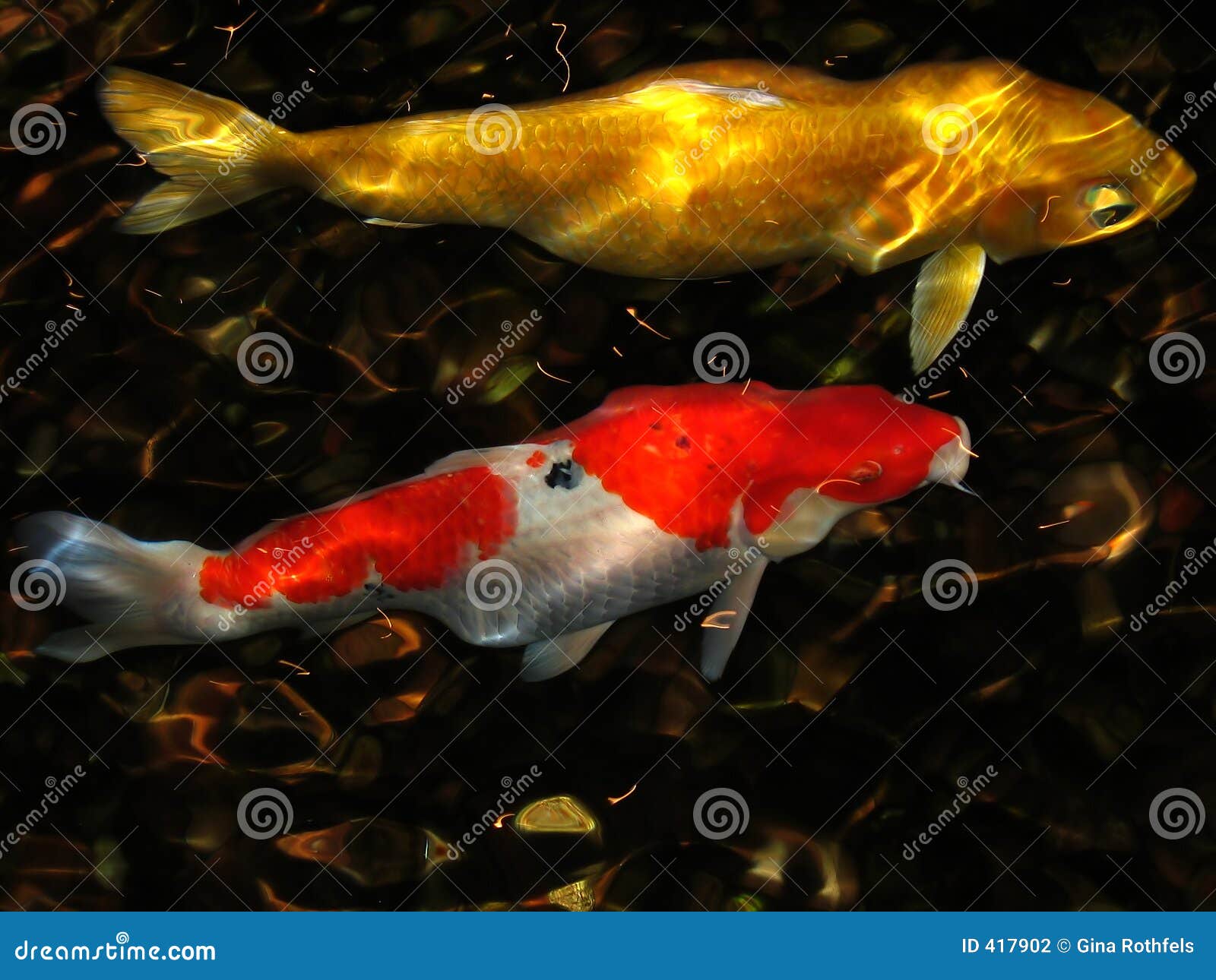 Koi stock photo. Image of colourful, brown, japanese, water - 417902