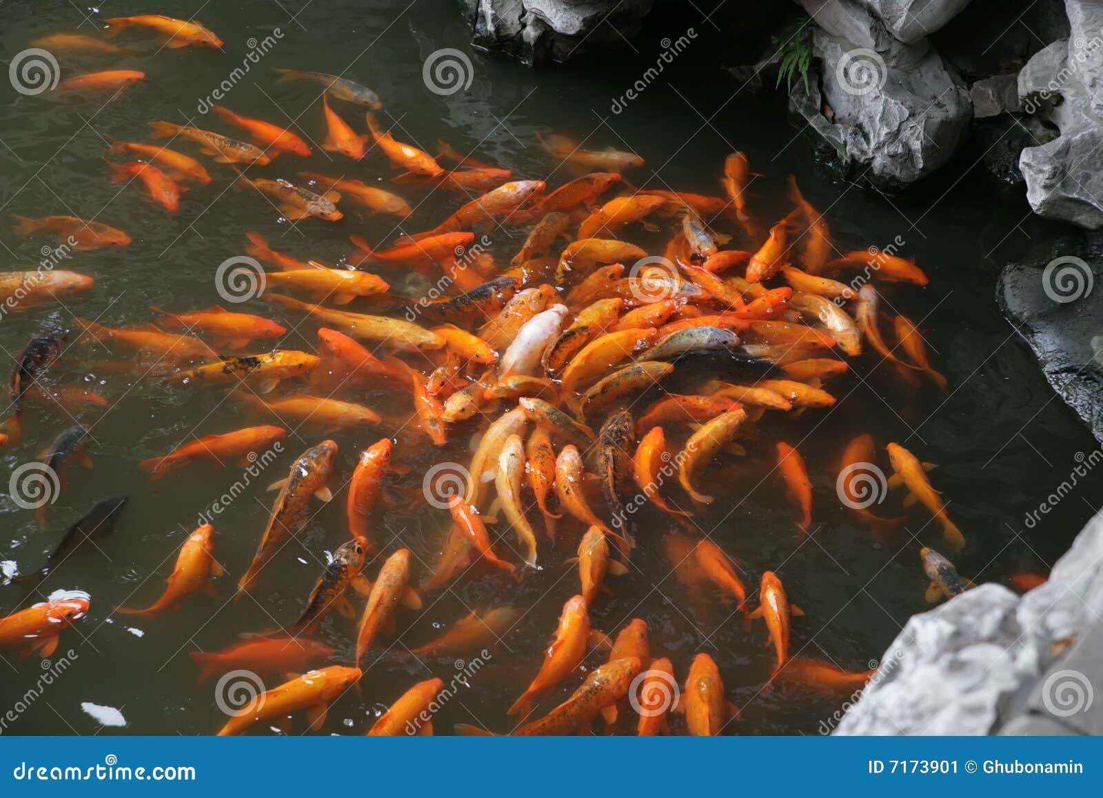 Koi imagen de archivo. Imagen de tradicional, abierto - 7173901