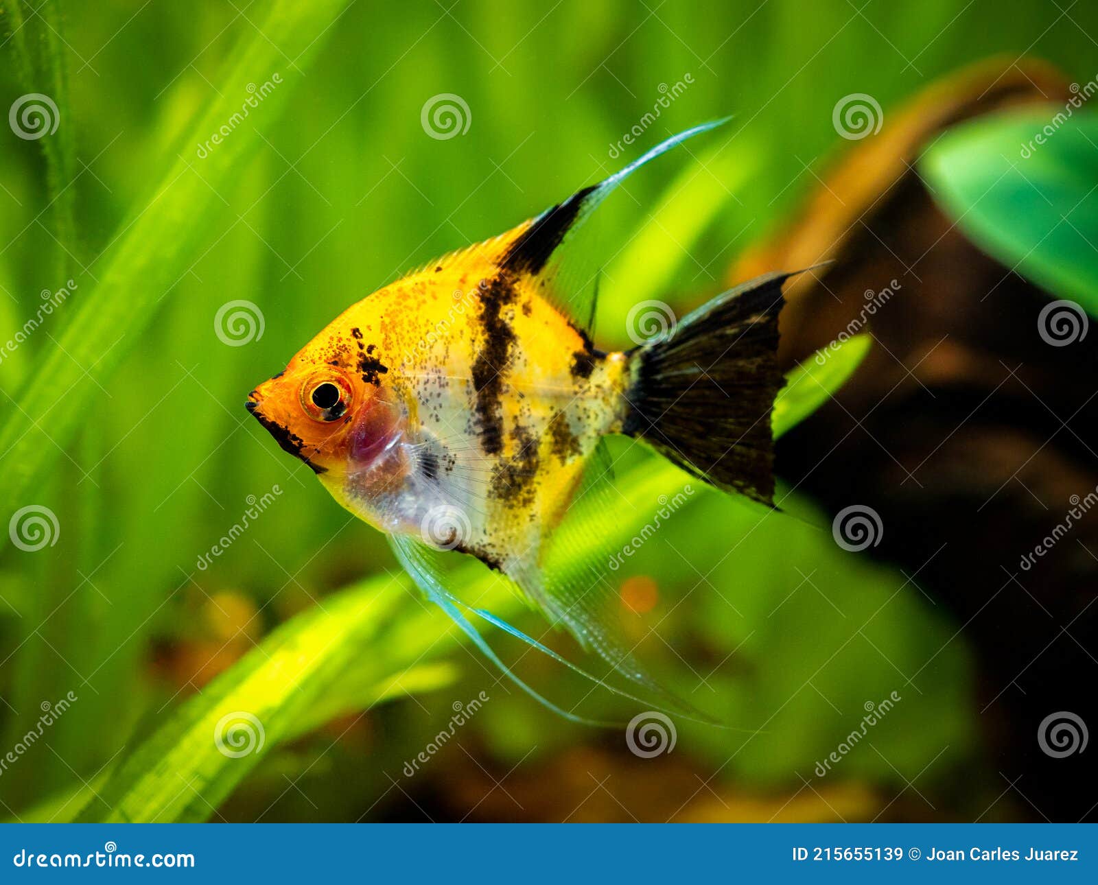 Koi Angelfish Pterophyllum Scalare Isolared in Tank Fish with Blurred ...