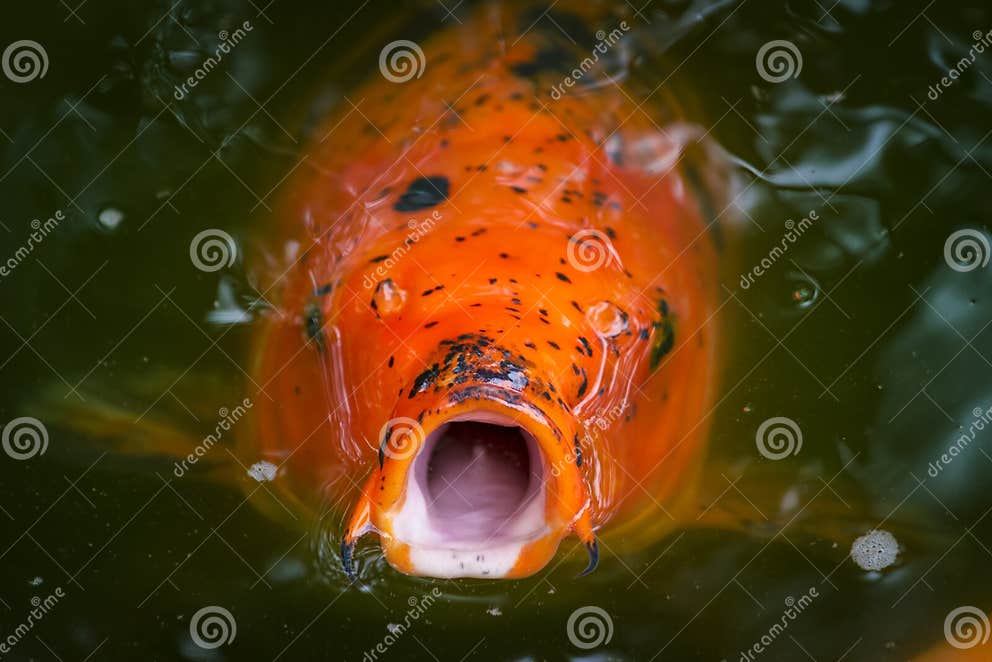 Koi Begging Hambriento Para La Comida Imagen de archivo - Imagen de ...