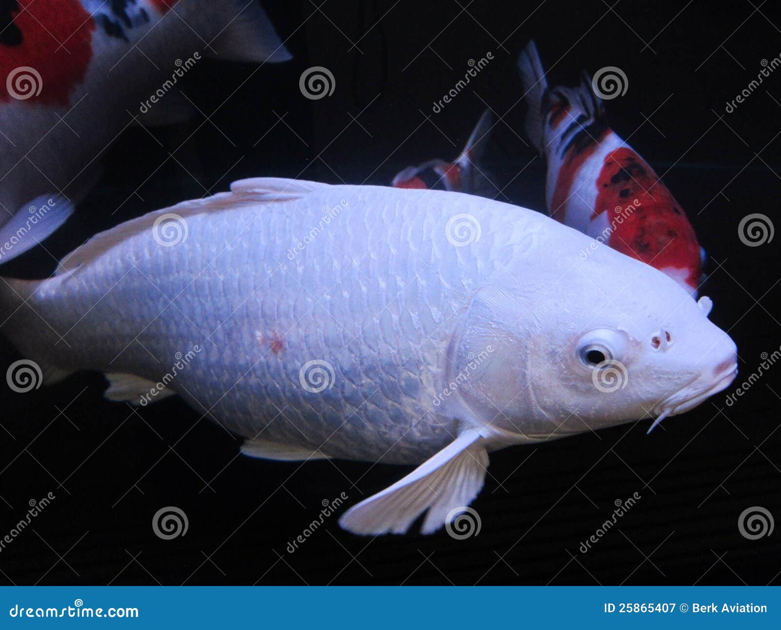 Koi carp stock image. Image of carp, swimming, japanese - 25865407