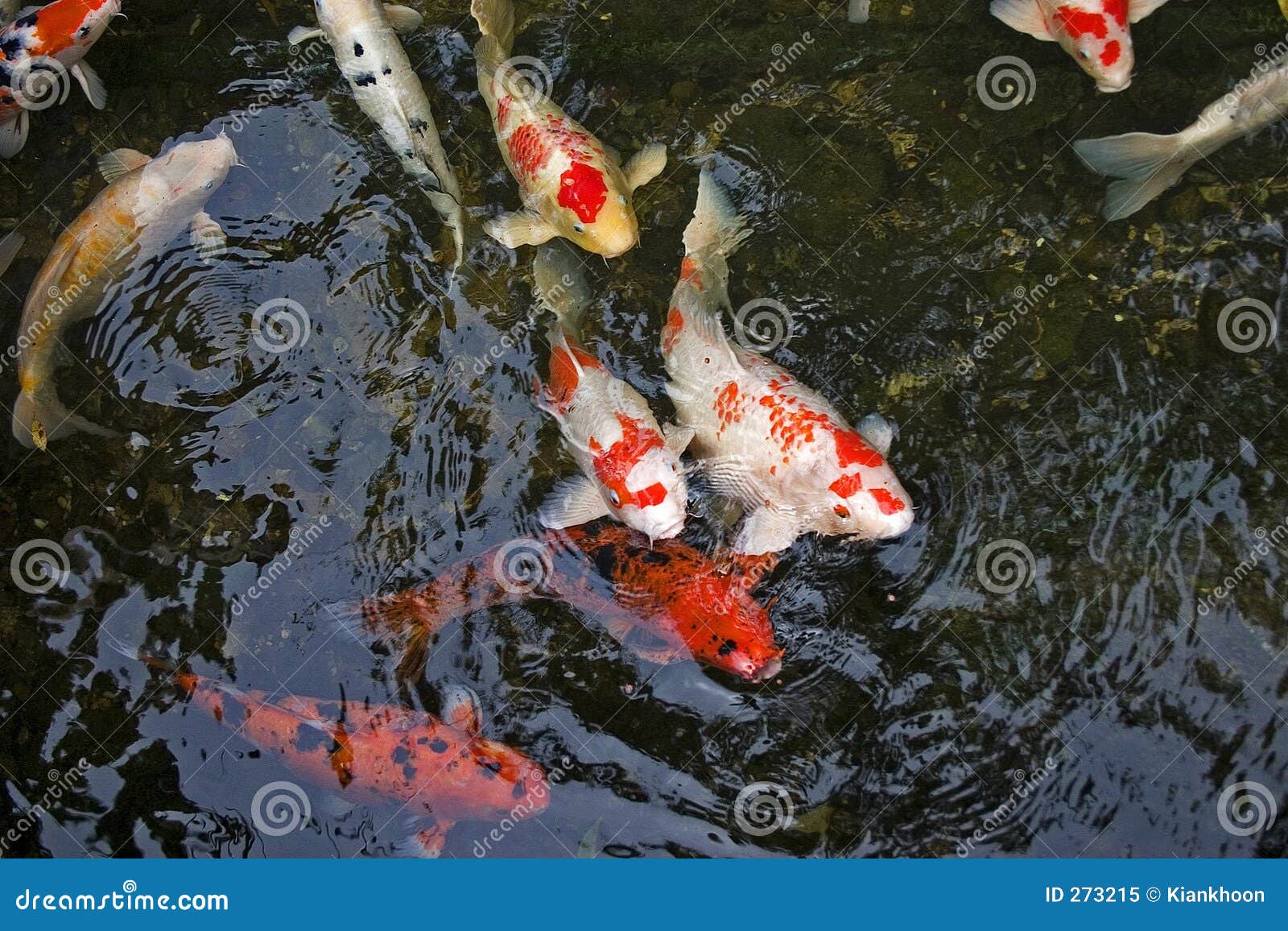 Koi Carp stock image. Image of preciousness, cladding, recreation - 273215