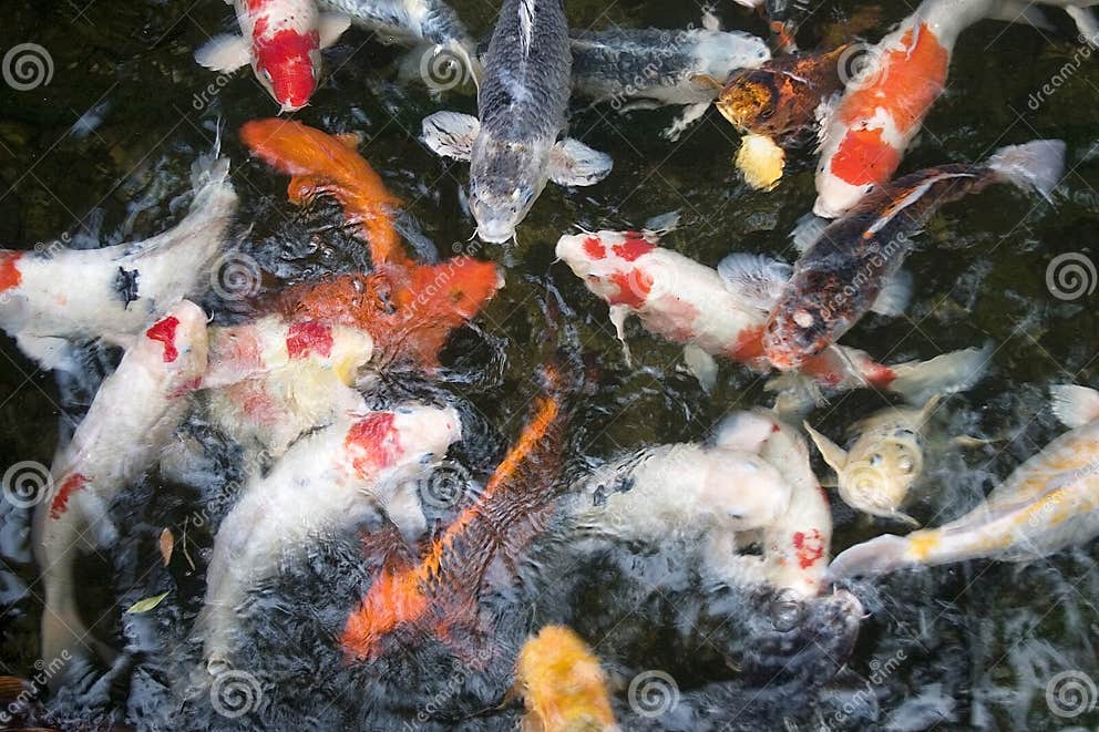 Koi Carp stock photo. Image of japanese, regeneration, asia - 273216
