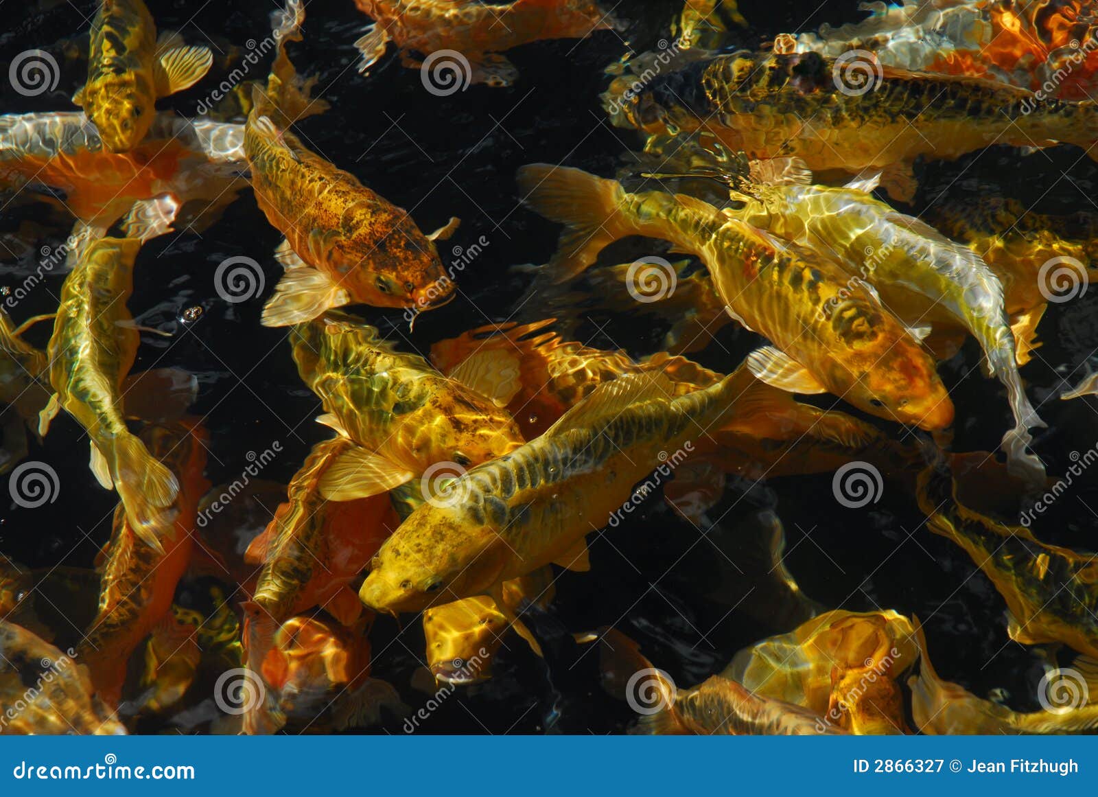 Koi Carp stock image. Image of water, tame, swim, carp - 2866327