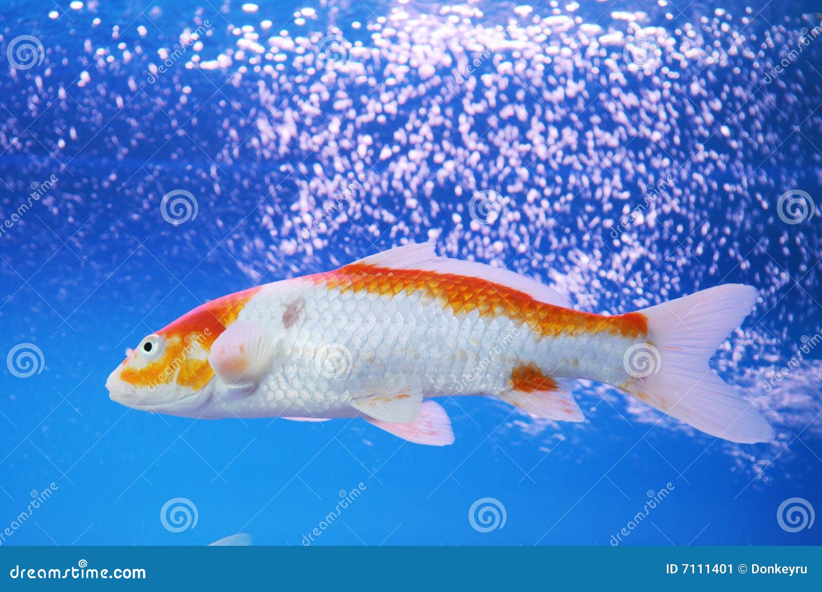 The koi carp in aquarium stock image. Image of peaceful - 7111401