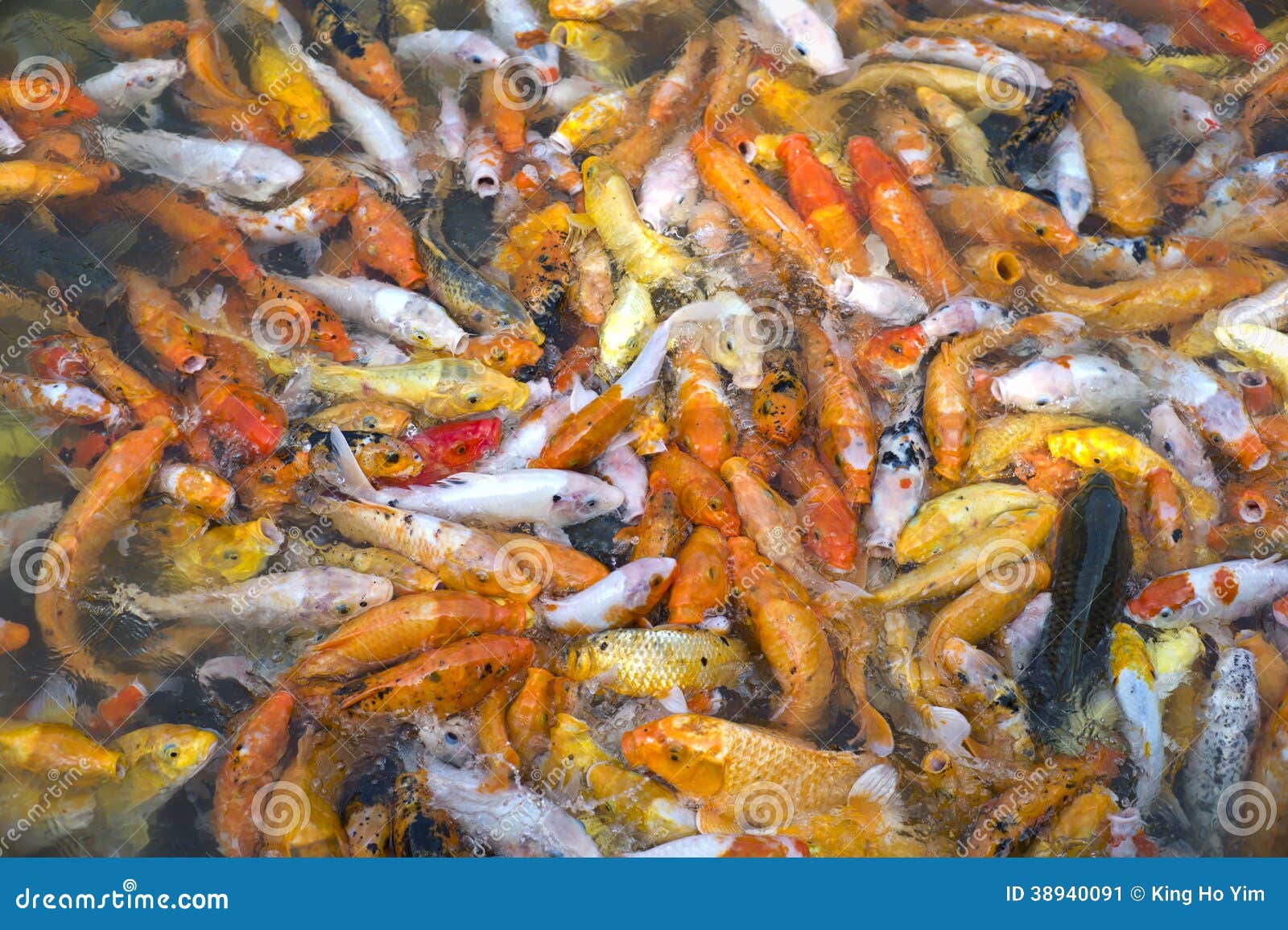 Koi or Carp Chinese Fish in Water Stock Image - Image of japanese ...