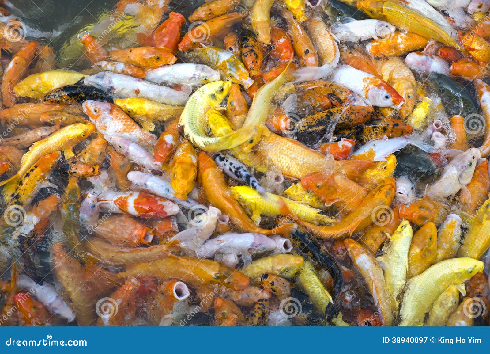 Koi or Carp Chinese Fish in Water Stock Image - Image of food, orange ...
