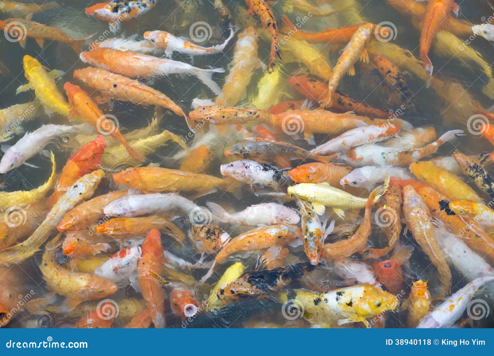 Koi or Carp Chinese Fish in Water Stock Photo - Image of pond, stream ...