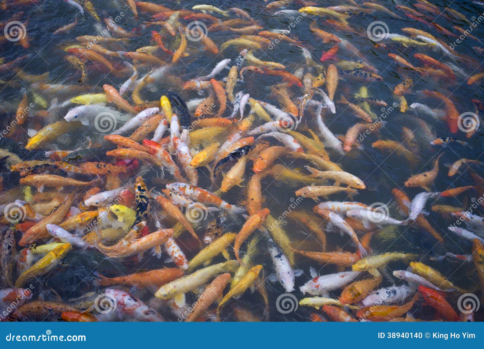 Koi or Carp Chinese Fish in Water Stock Photo - Image of china, nature ...