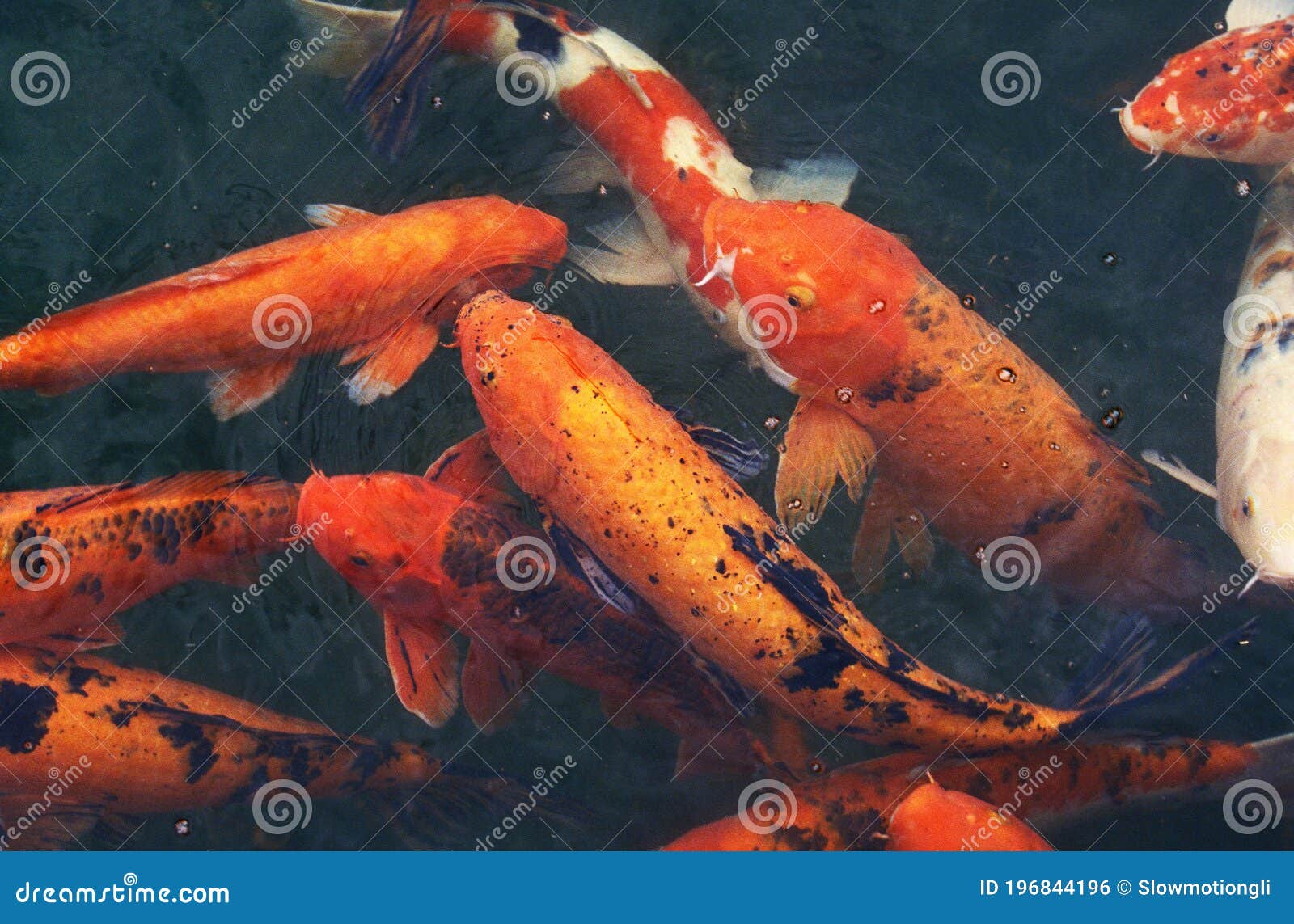 Koi Carp, cyprinus carpio stock photo. Image of adult - 196844196