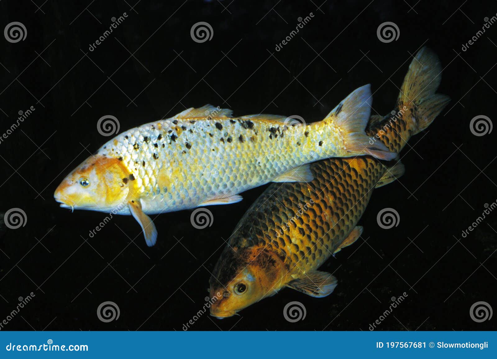 Koi Carp, cyprinus carpio stock image. Image of animal - 197567681