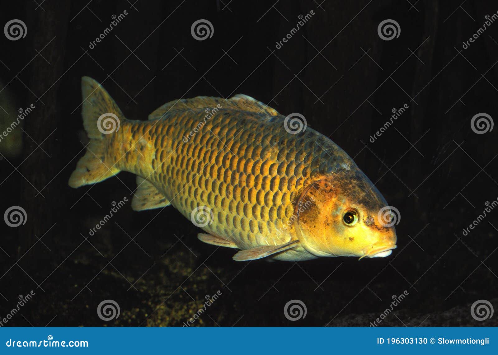 Koi Carp, Cyprinus Carpio, Adult Stock Photo - Image of wildlife ...