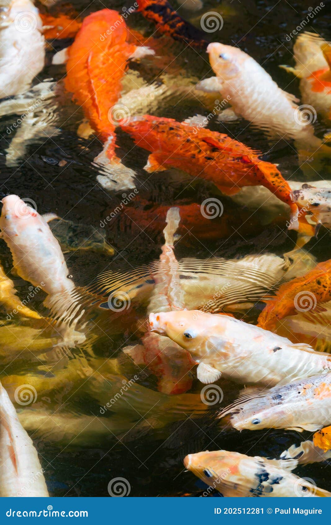 Koi Carp Cyprinus Carpio or Koi Fish Stock Image - Image of fresh, fish ...