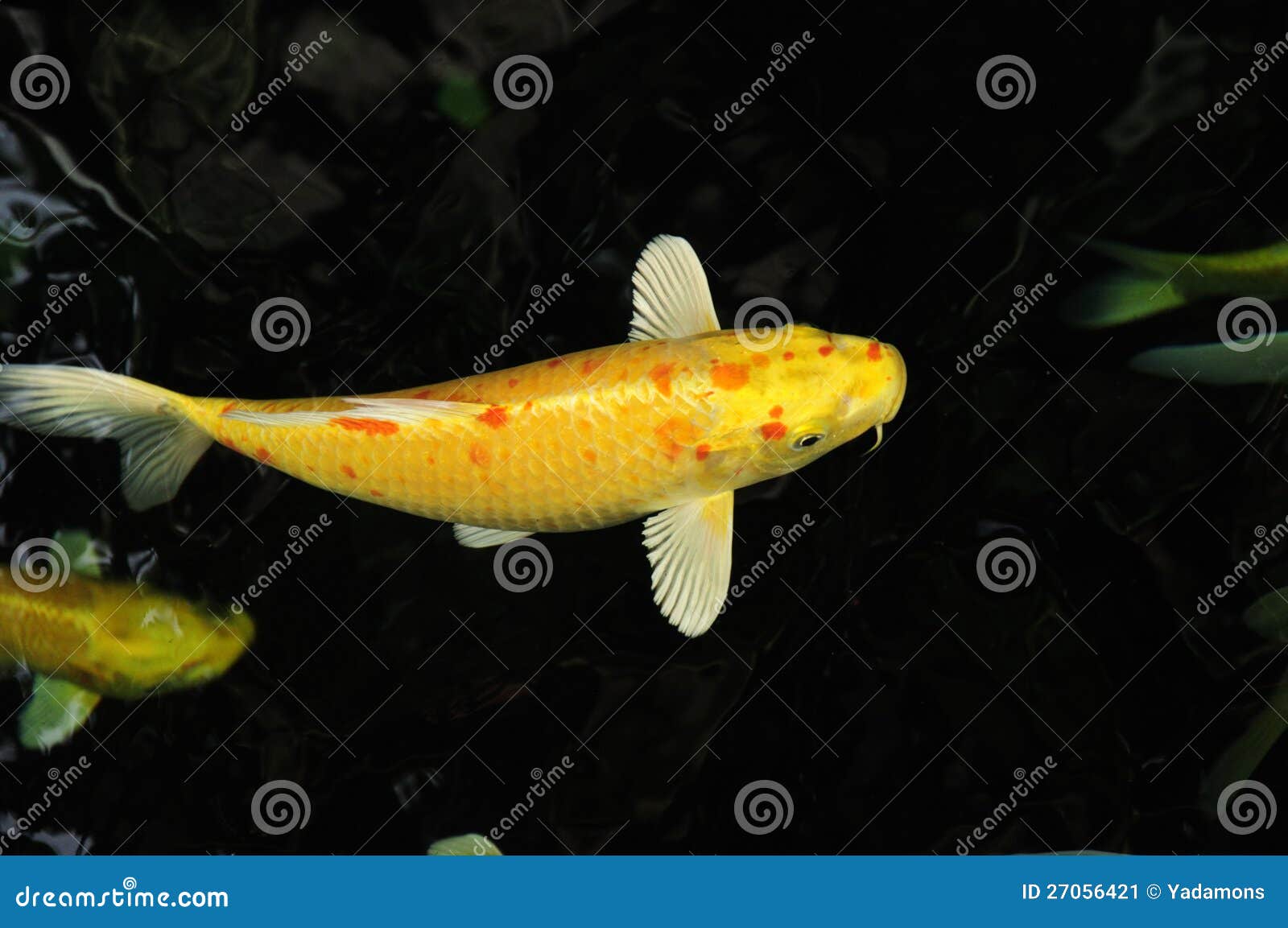 Koi carp fish stock image. Image of animal, scale, japanese - 27056421