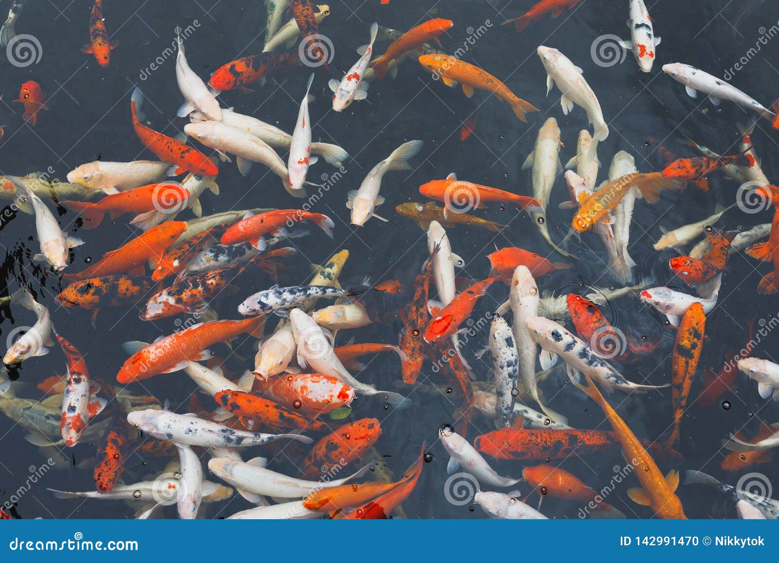 Koi carp fish crowd stock photo. Image of dense, group - 142991470