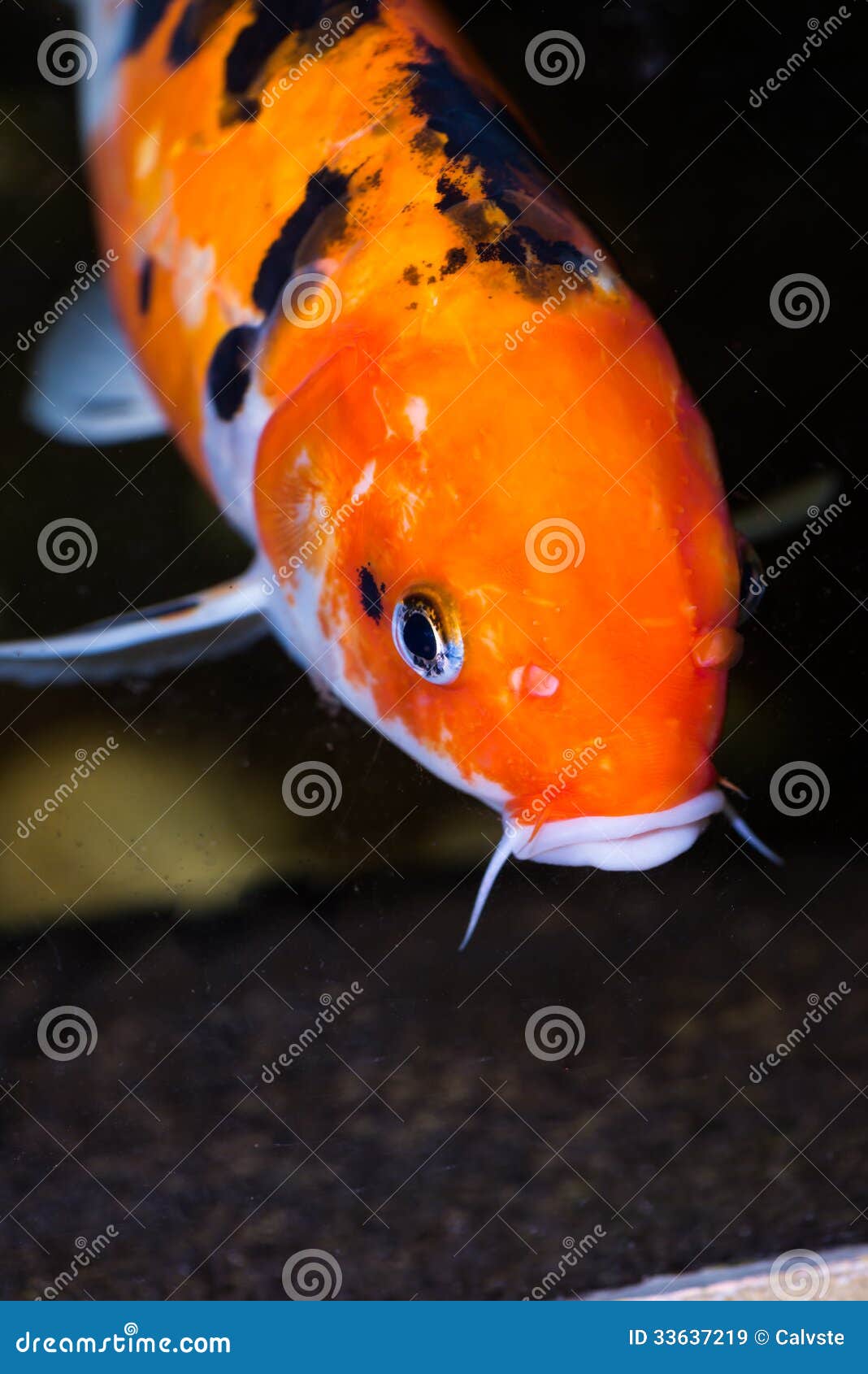 Koi Fish Extreme Close Up Photos - Free & Royalty-Free Stock Photos ...