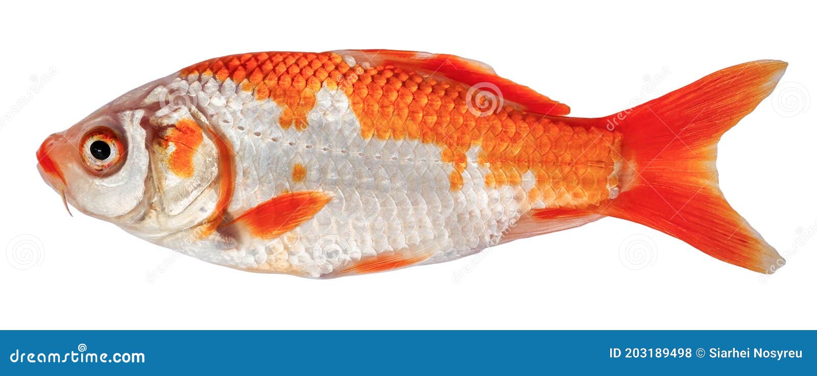 Koi Carp Fish Isolated. Side View Goldfish Decorative Crucian Carp ...