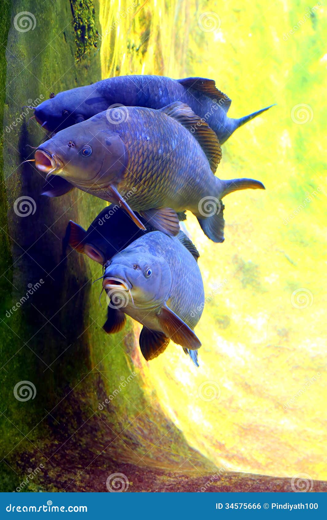 Koi or carp fish stock photo. Image of alive, carp, aquatic - 34575666