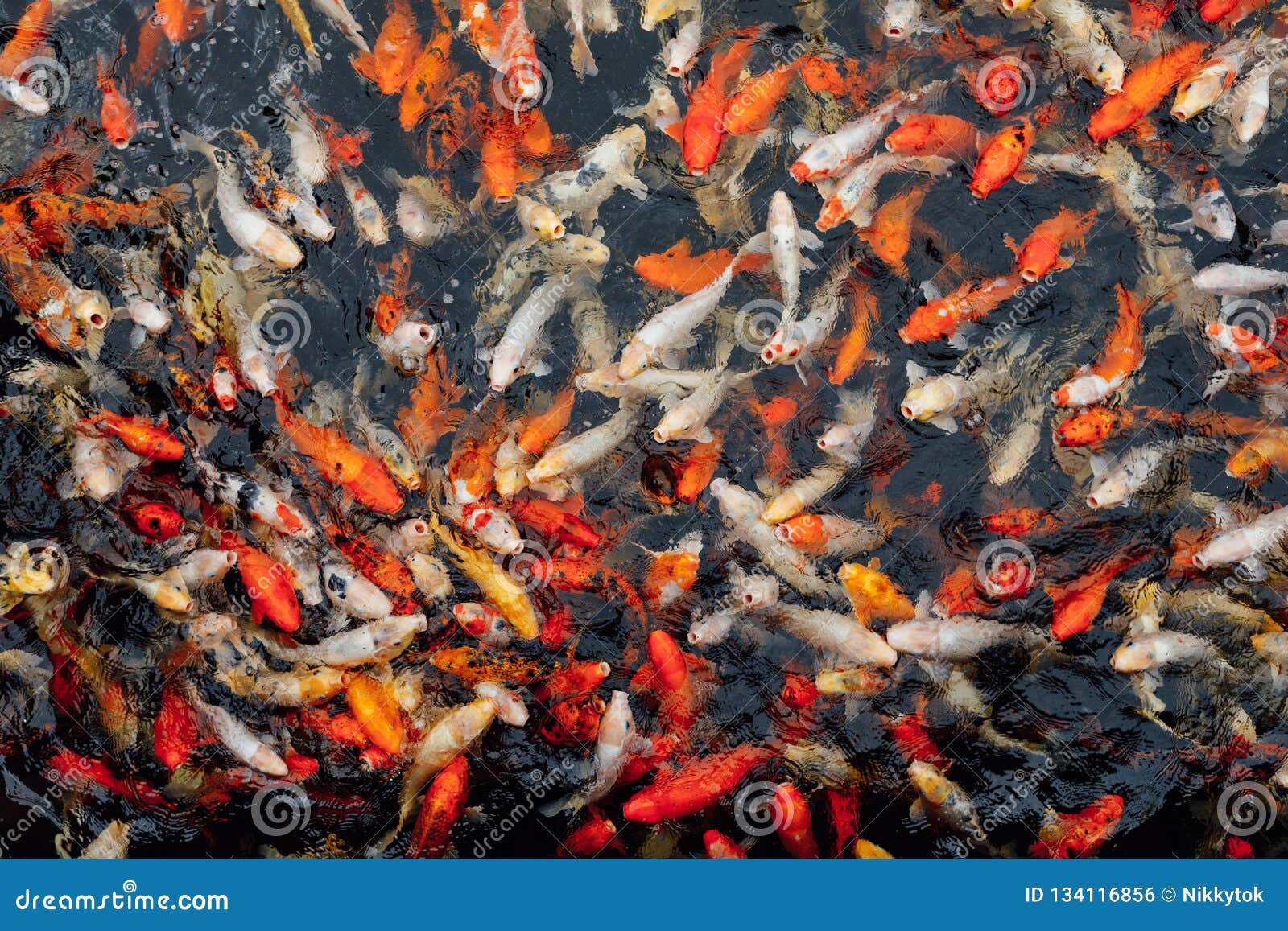 Koi carp fish stock photo. Image of dense, backdrop - 134116856