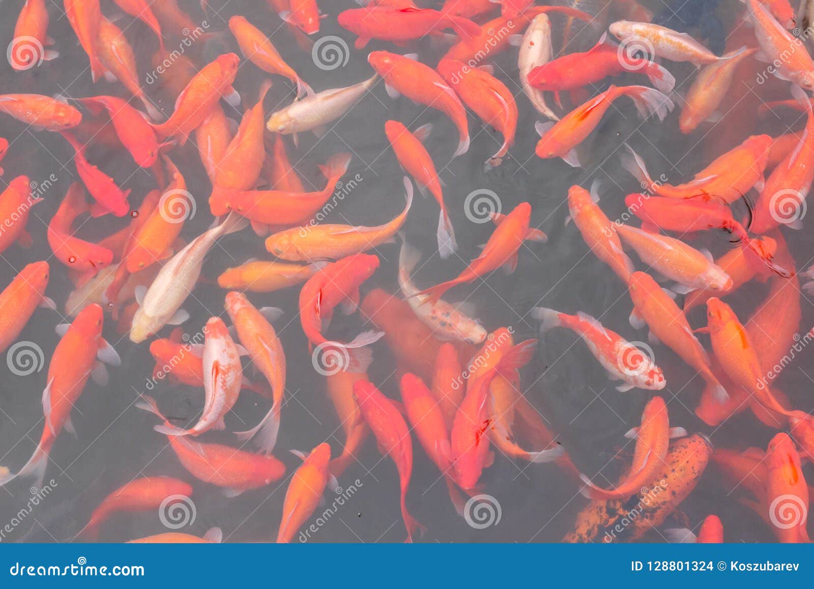 Red carp fish. stock photo. Image of fishes, aquatic - 128801324