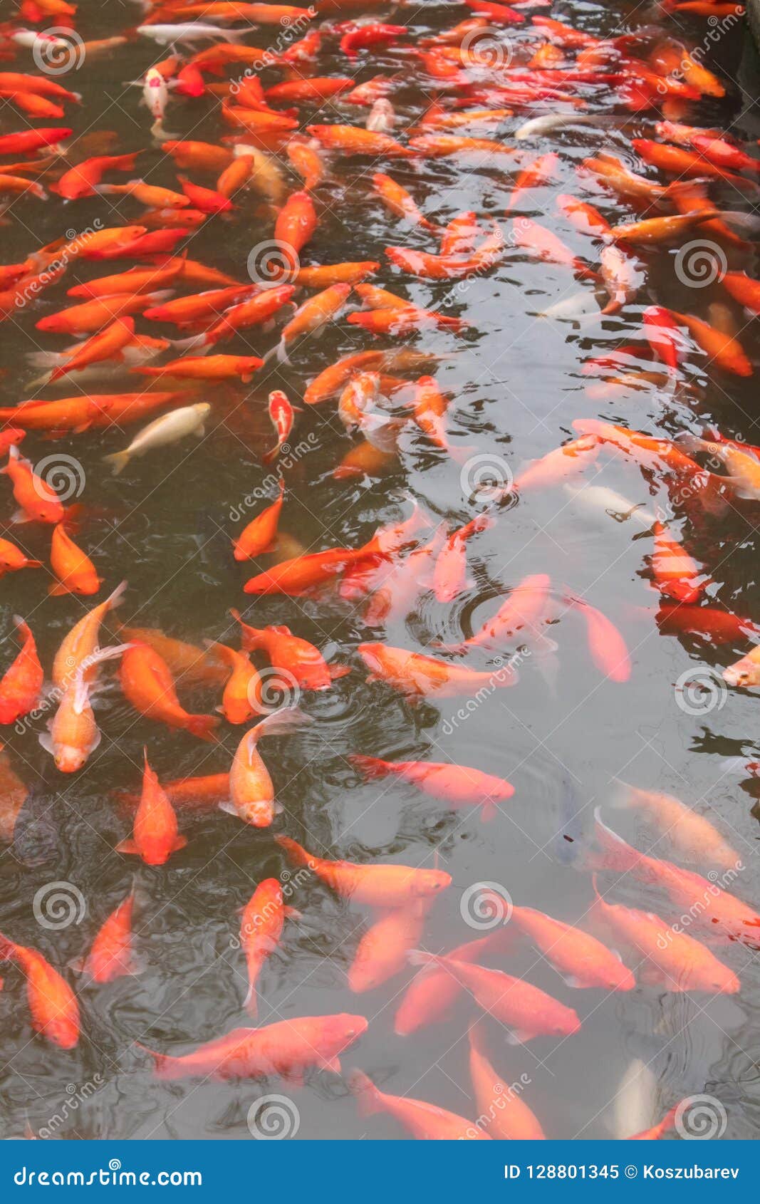 Red carp fish. stock image. Image of colored, money - 128801345