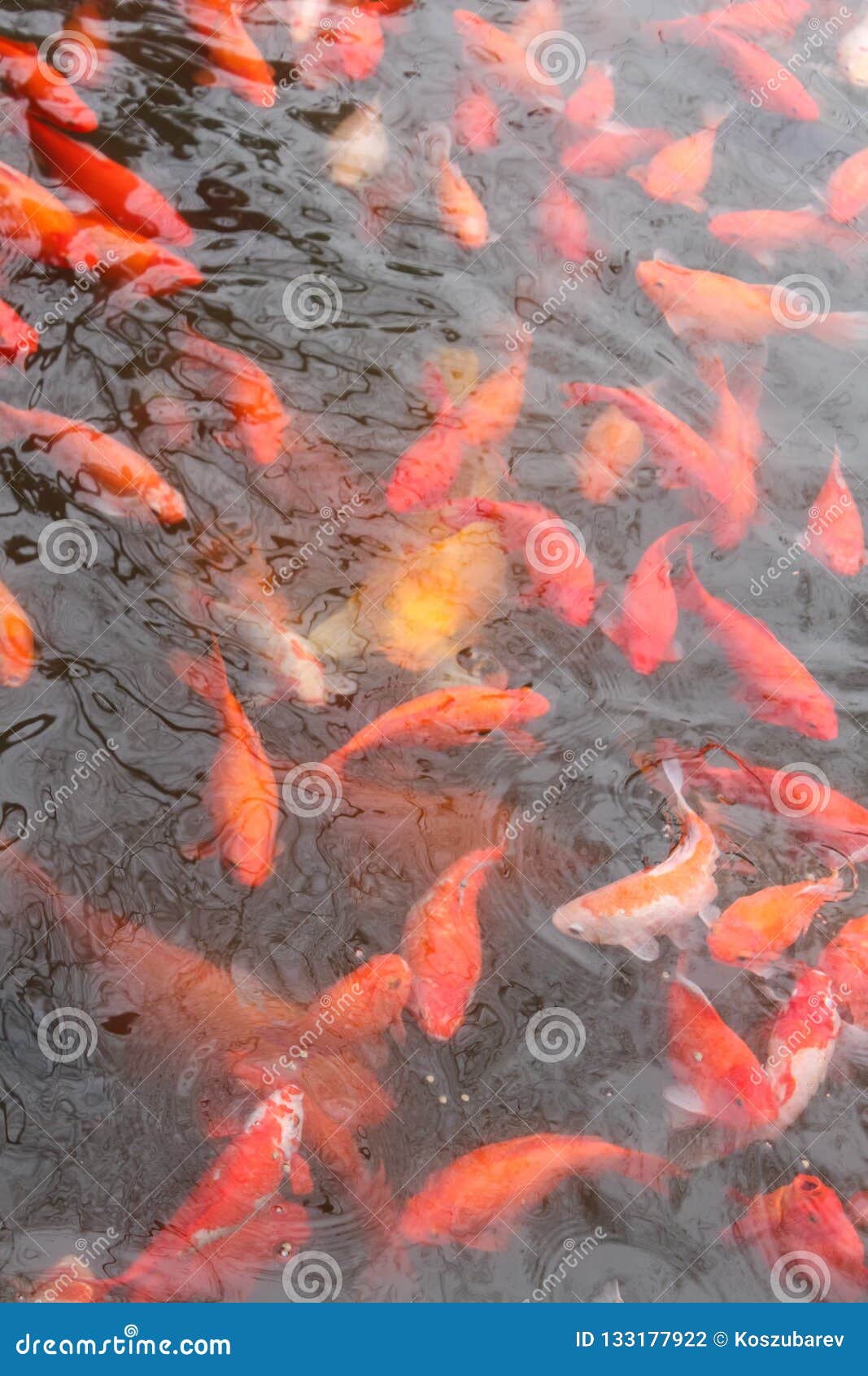 Red carp fish. stock photo. Image of natural, animal - 133177922