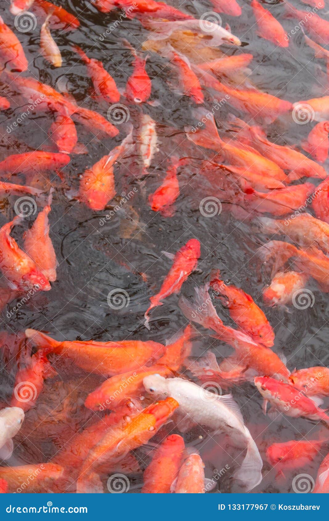 Red carp fish. stock image. Image of money, ornamental - 133177967