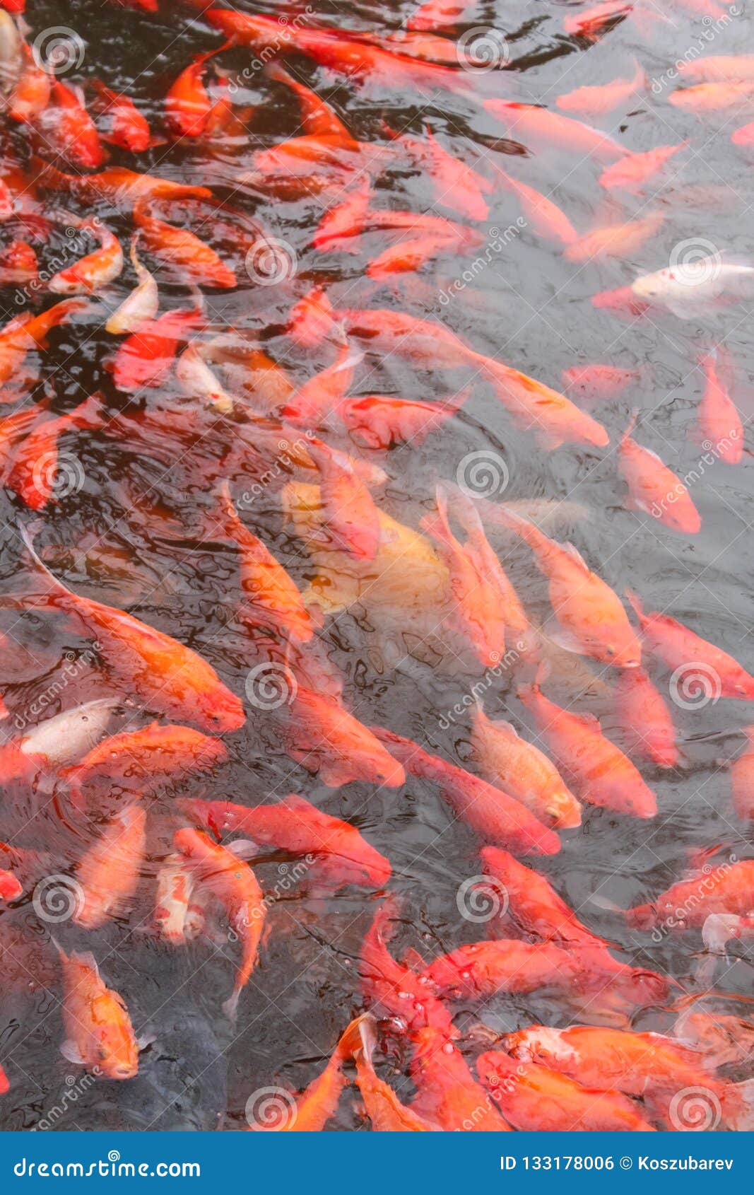 Red carp fish. stock photo. Image of gold, money, asian - 133178006