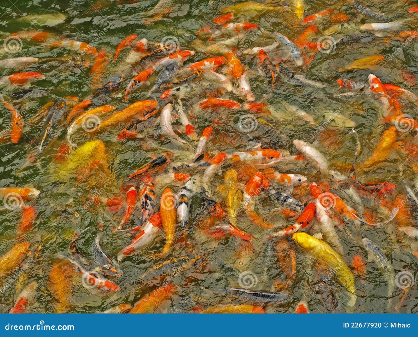 Koi carp fish pound stock photo. Image of house, culture - 22677920