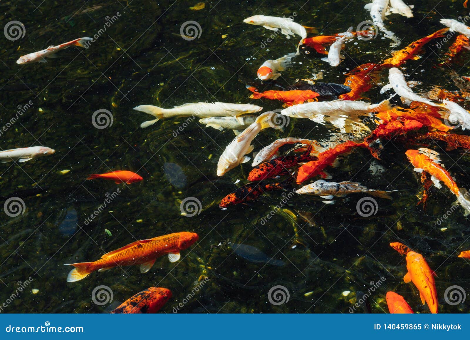 Koi carp fish at sunny day stock image. Image of multitude - 140459865